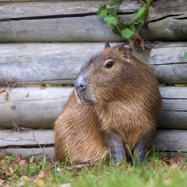 Meet the Capybara at Hertfordshire Zoo – bid4charities